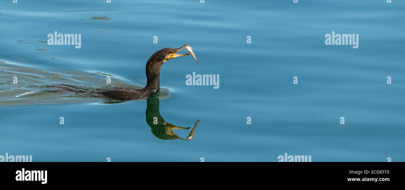 Great cormoran eating a fish in the sea Stock Photo - Alamy