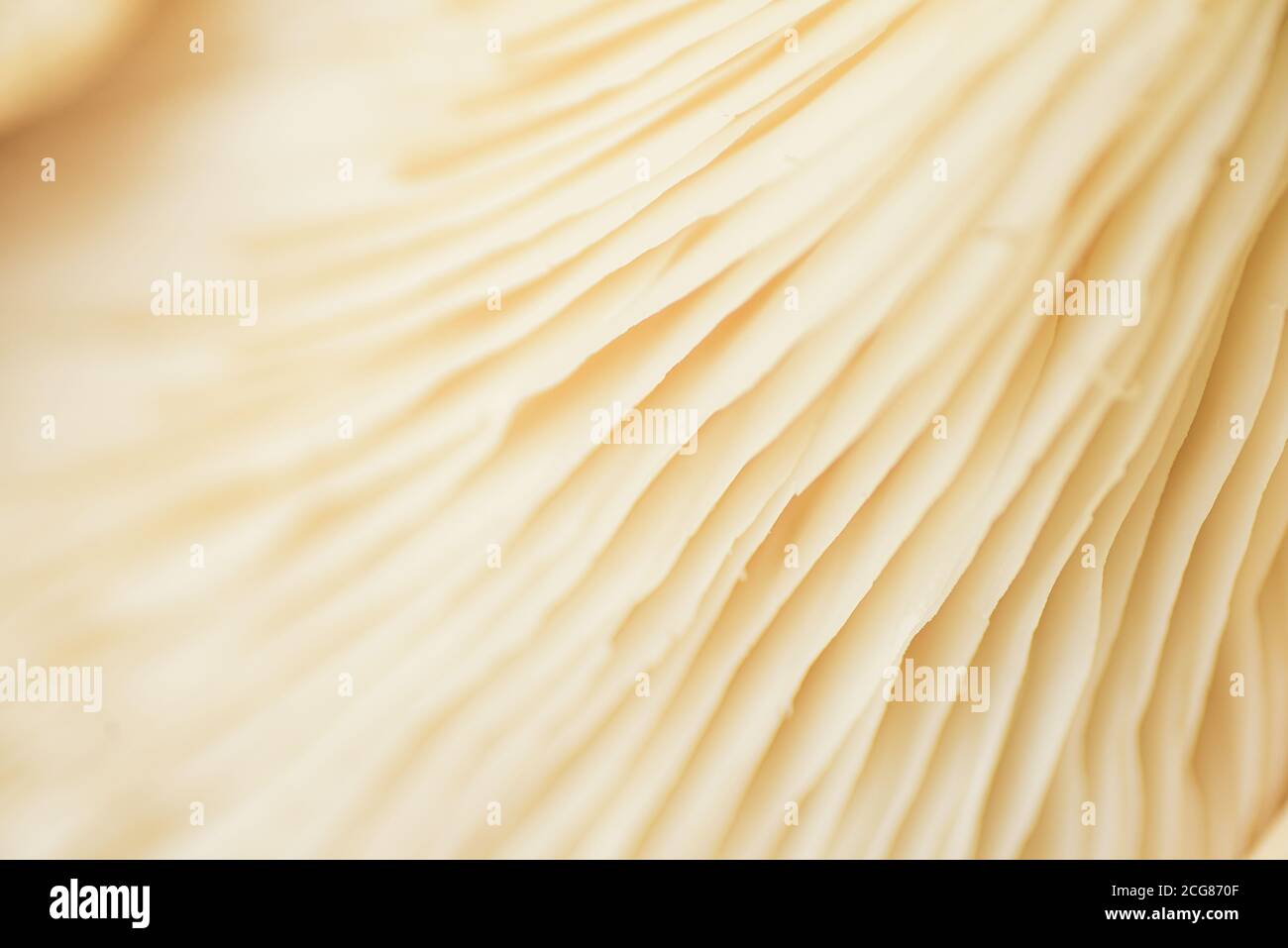 Extreme Macro Close up of edible mushrooms details texture Stock Photo ...