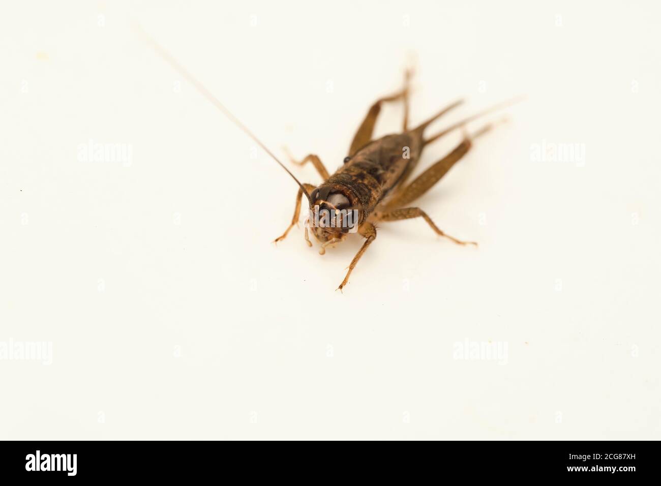 Cricket insect isolated white background Stock Photo - Alamy