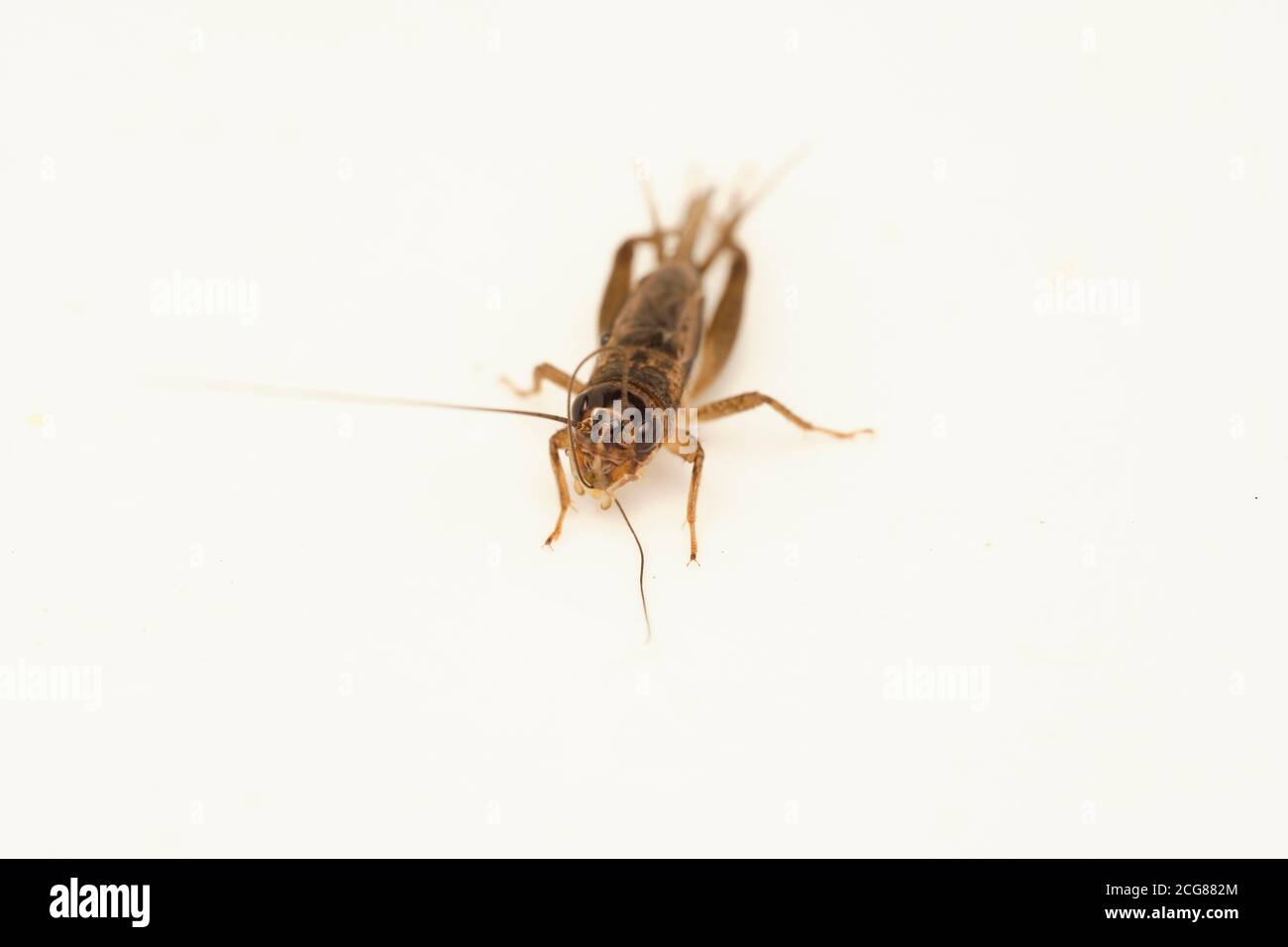 Cricket insect isolated hi-res stock photography and images - Alamy