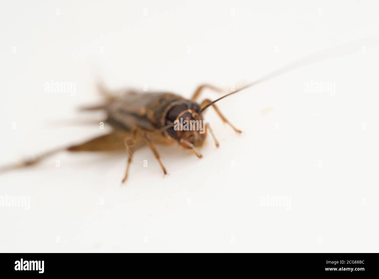 Cricket insect isolated white background Stock Photo - Alamy