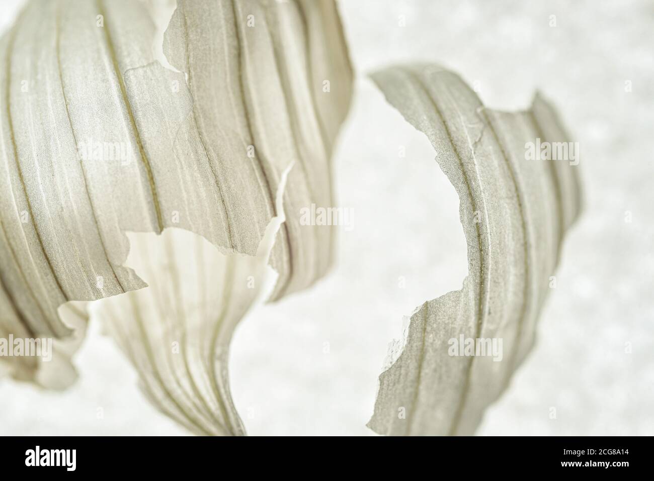 Professional Macro portrait of Garlic Skin details Stock Photo - Alamy