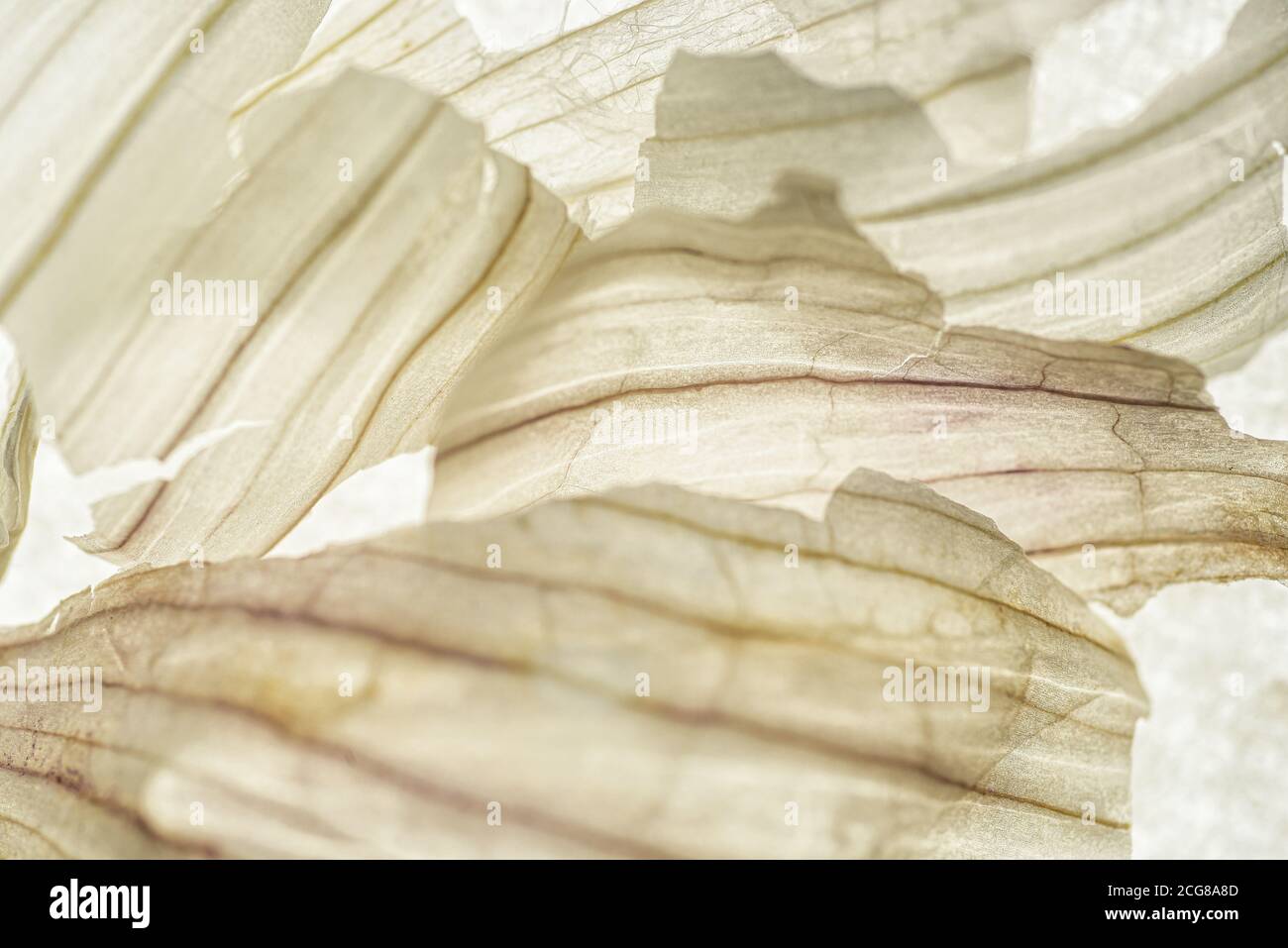 Professional Macro portrait of Garlic Skin details Stock Photo - Alamy