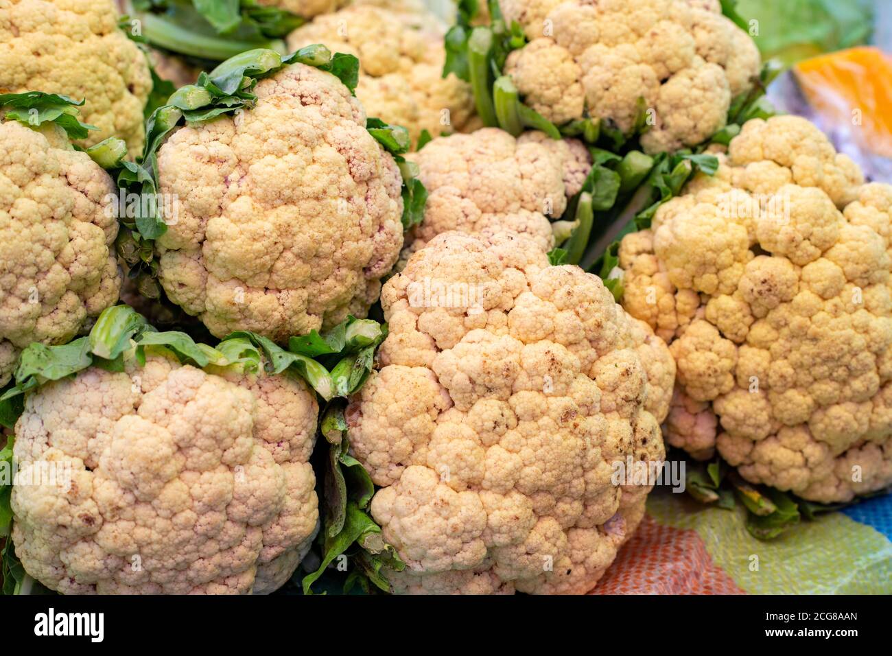 Ripe white cauliflower pile closeup photo. White and green cabbage pile ...