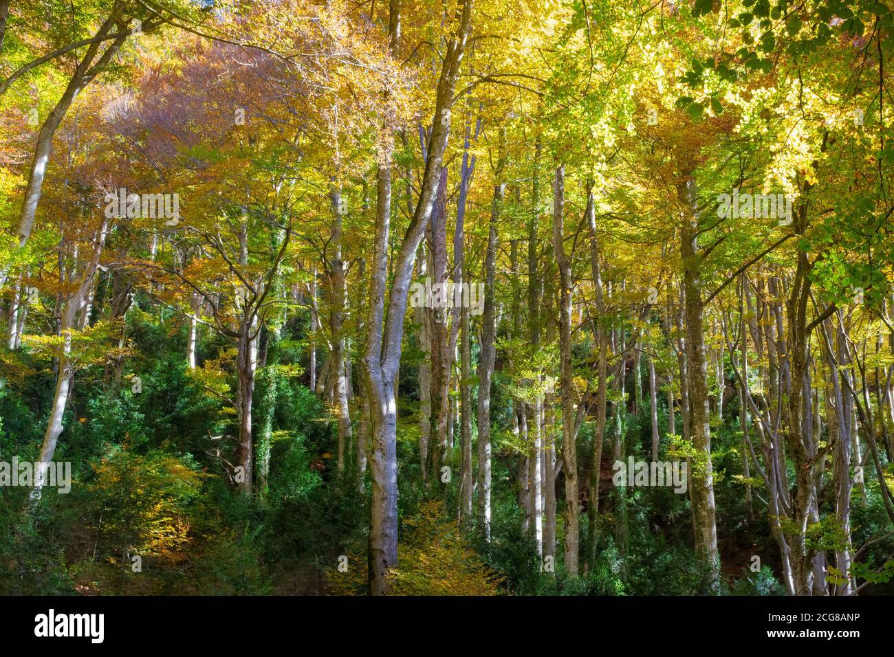 Beech forest of the Grevolosa, with more than 300 years of life. It ...