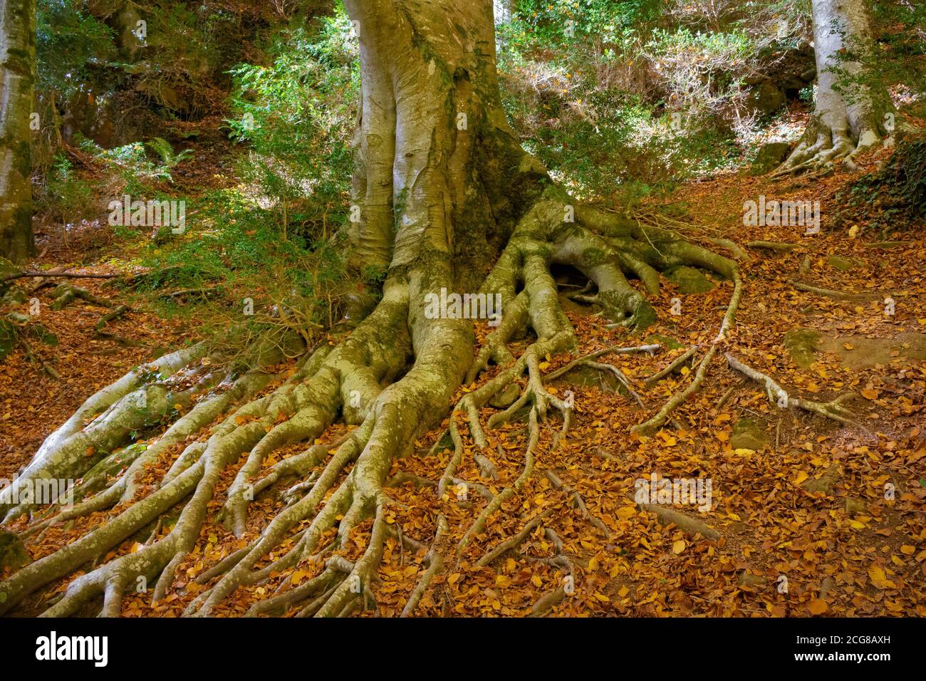 Beech forest of the Grevolosa, with more than 300 years of life. It ...