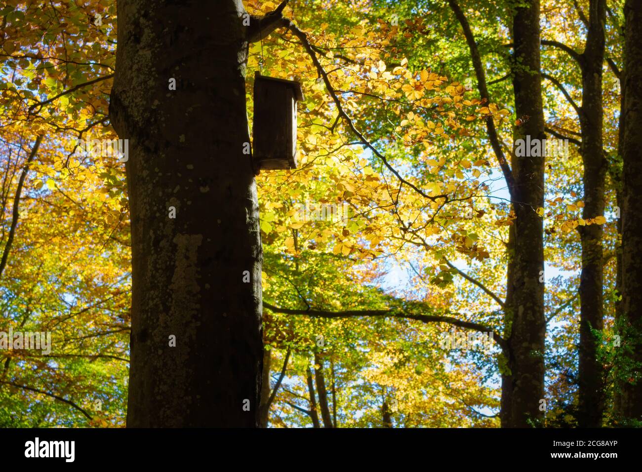 Beech forest of the Grevolosa, with more than 300 years of life. It ...