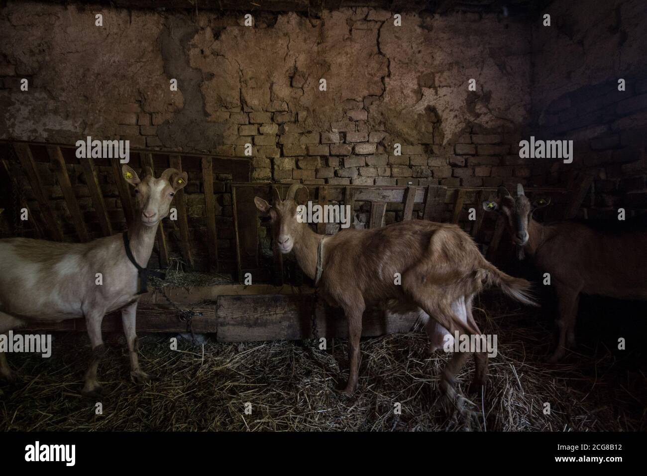 Goat che hi-res stock photography and images - Alamy