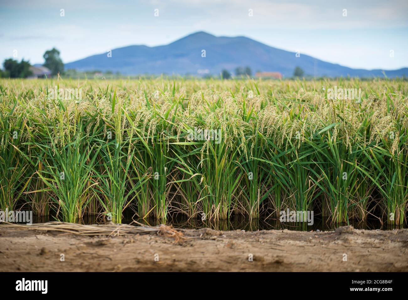 Green rice plants growing in the water, flooded rice field in summer ...