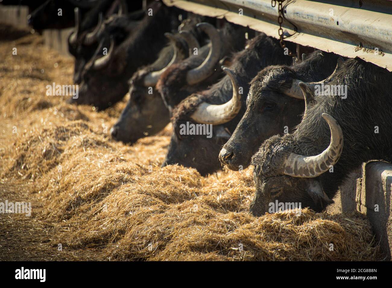 Buffaloes eating hay. Italian mediterranean buffalo livestock. Side ...