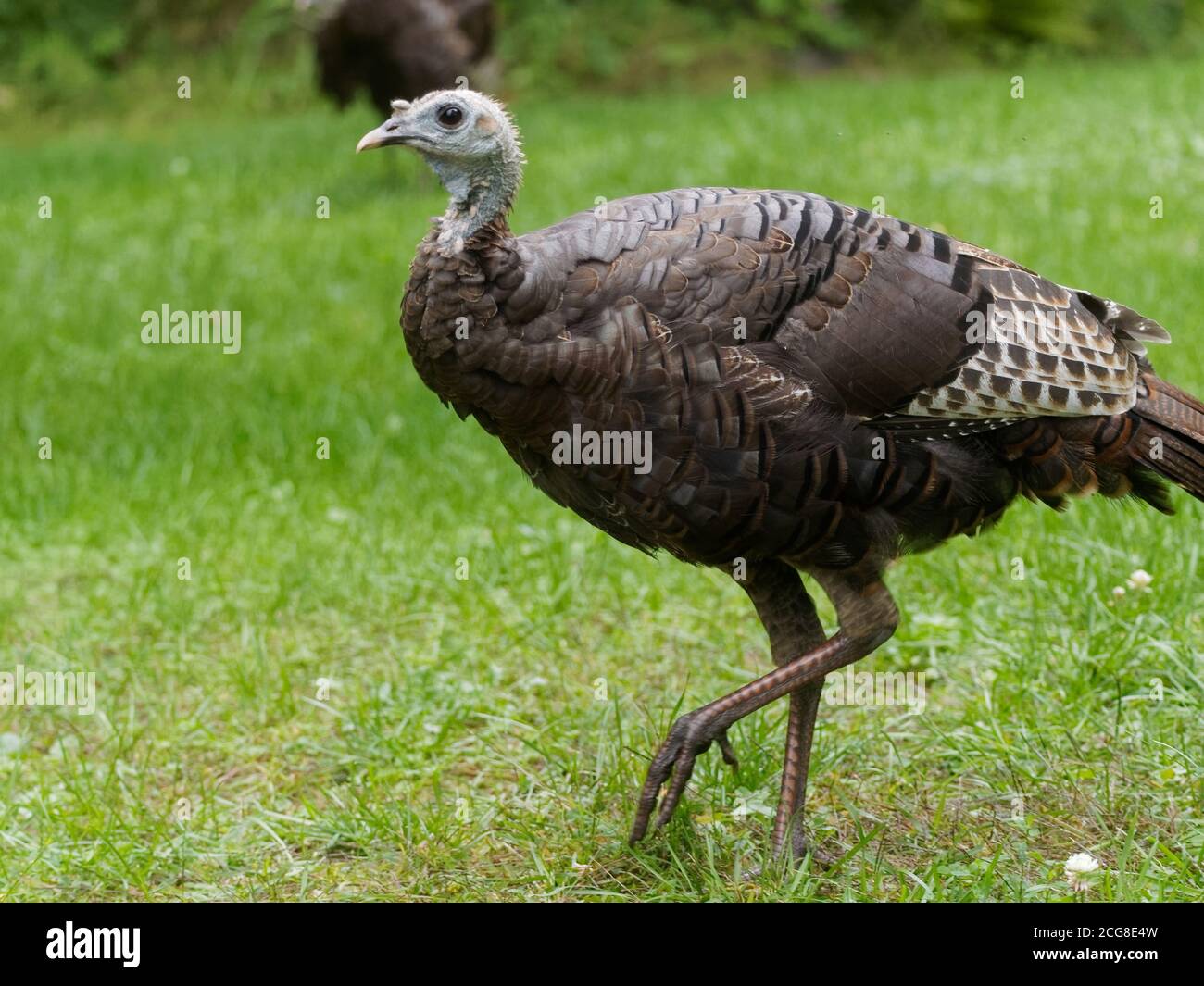 Walking turkey bird hi-res stock photography and images - Alamy