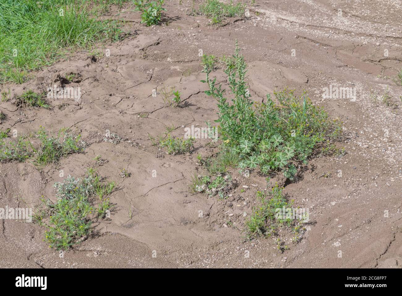 Common arable weed Fat-Hen / Chenopodium album (edible) growing in bare ...