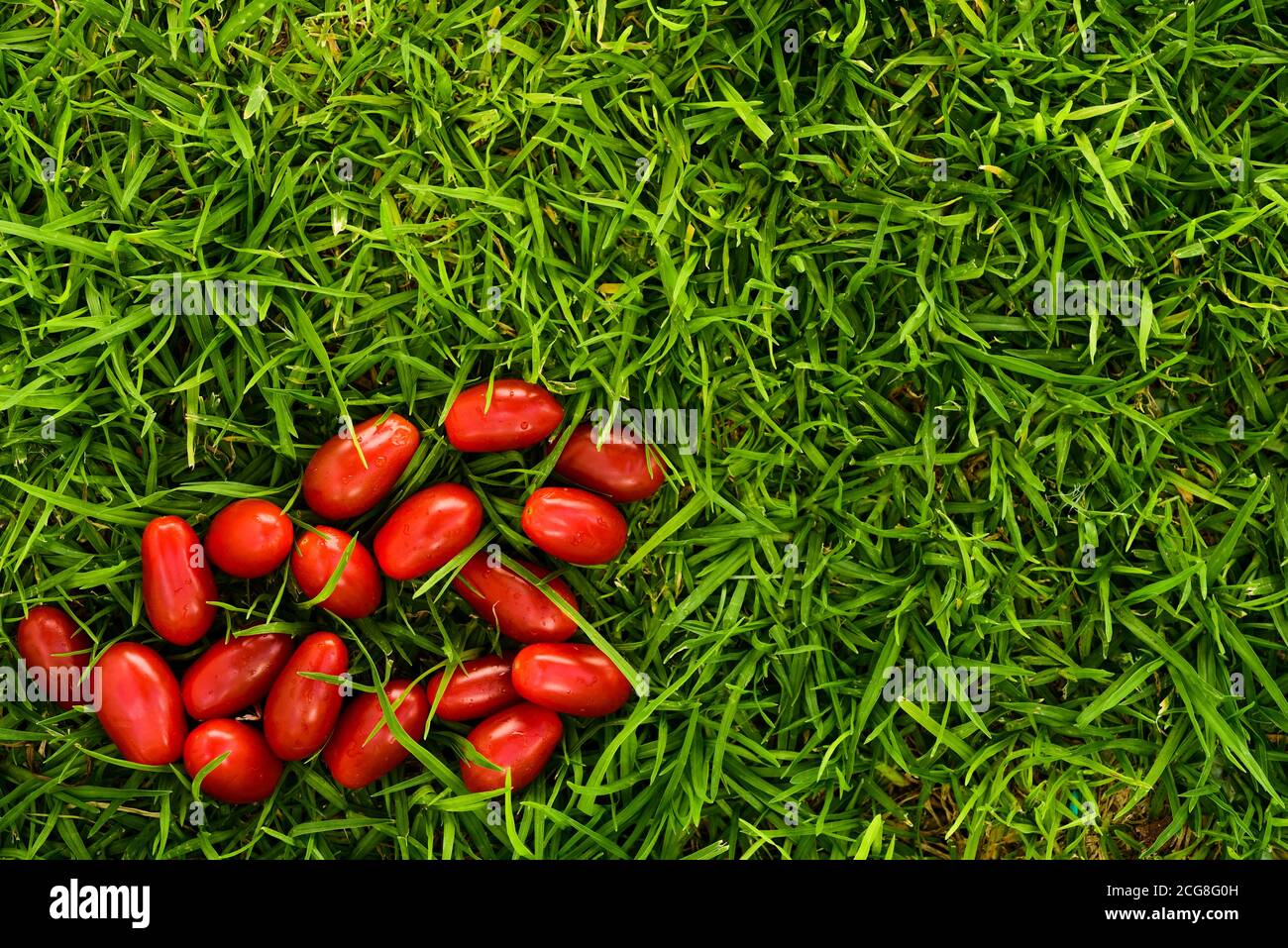 some red grape tomatoes on the grass Stock Photo - Alamy