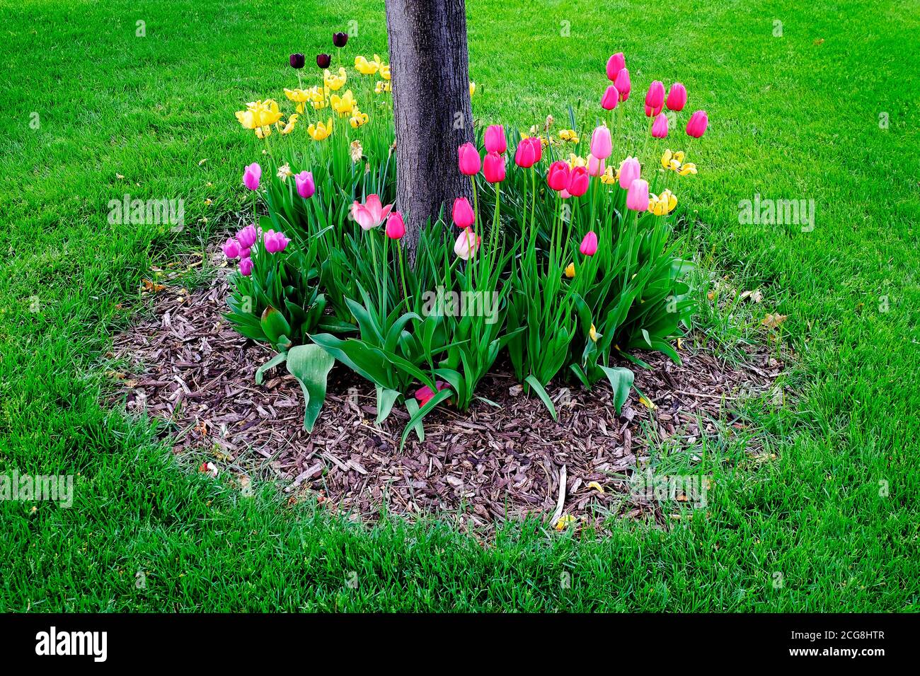 Flower garden planted around a tree in a circle gardening Stock Photo ...