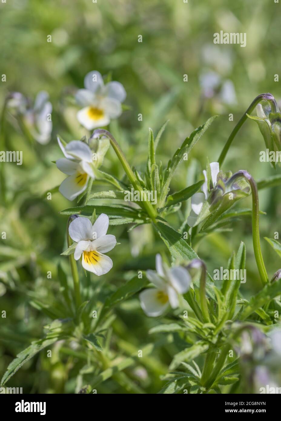 Pensee Flower High Resolution Stock Photography and Images - Alamy
