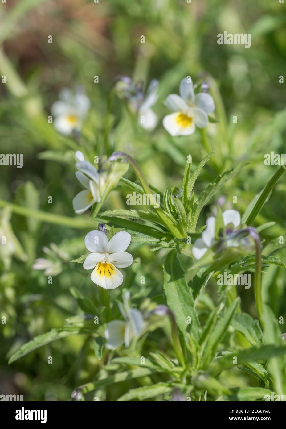 Close shot of the pale cream-coloured flowers of the Wild Pansy, Field ...