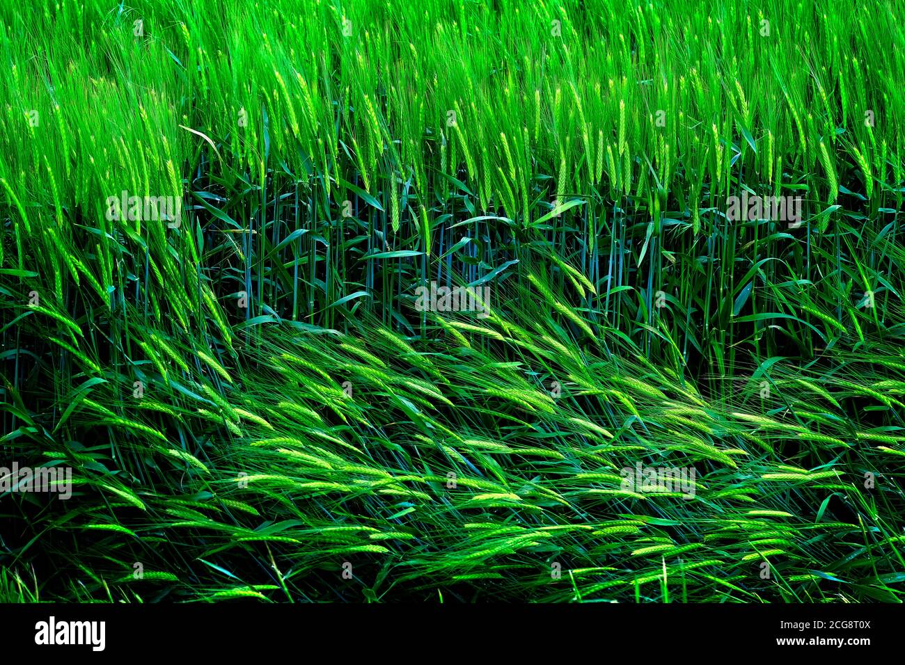 Growing wheat stalks heads green crops in field on farm Stock Photo - Alamy