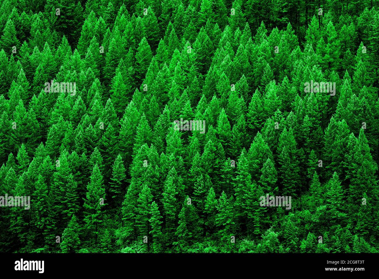 Detail of lush green pine forest of trees on mountainside in wilderness showing environment ...