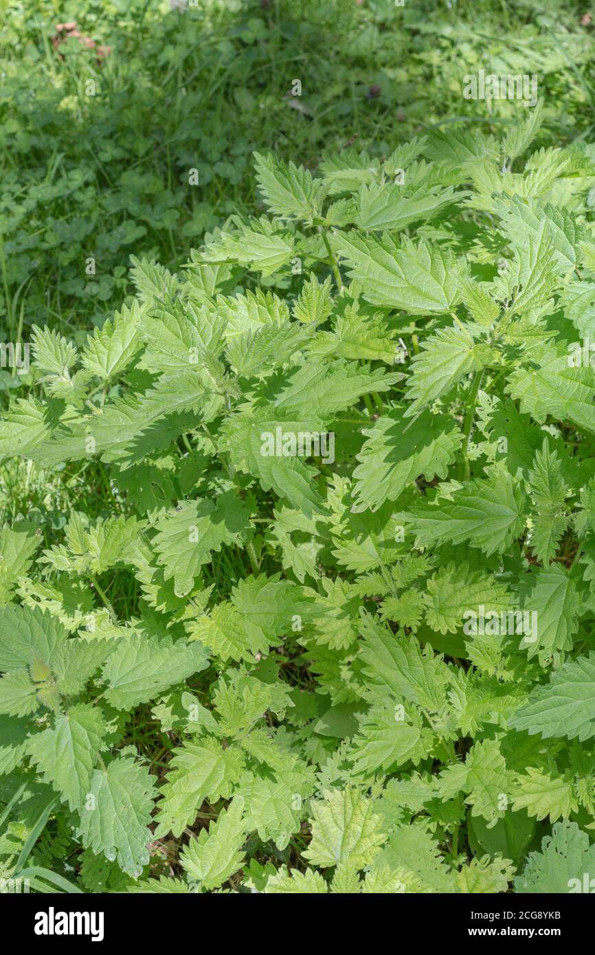 Patch of nettles in dappled sunlight in a roadside grass verge ...