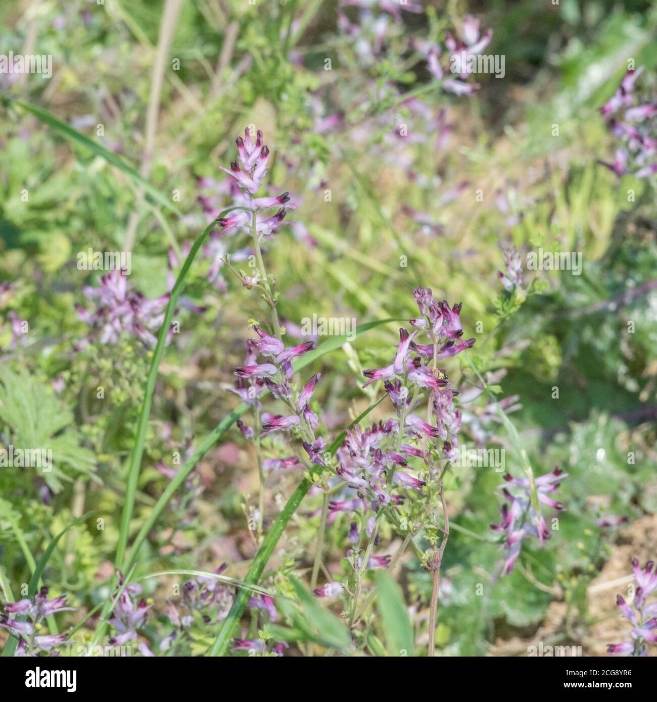 Flowers of Common Fumitory / Fumaria officinalis growing in arable ...