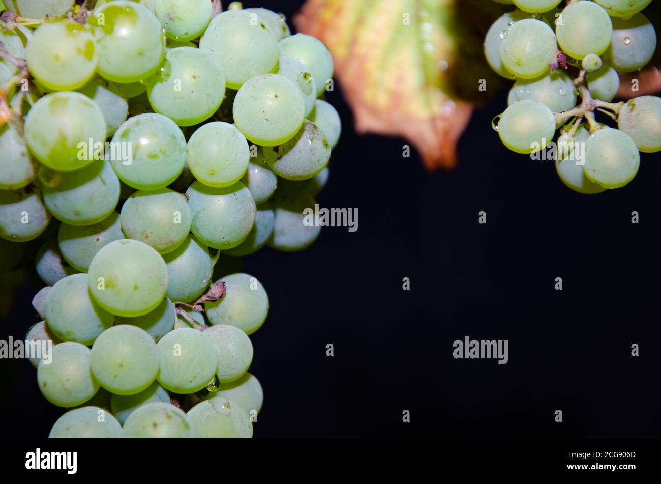 Single bunch of Shiraz grapes on vine Stock Photo - Alamy