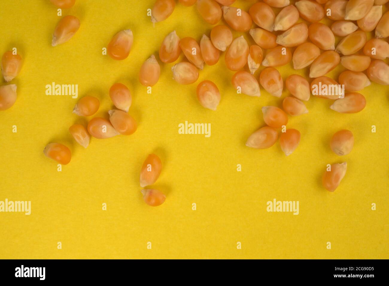 Organic Popcorn Kernels seeds macro portrait, yellow background Stock ...