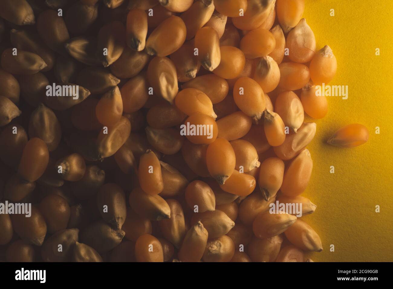 Organic Popcorn Kernels seeds macro portrait on yellow background Stock ...