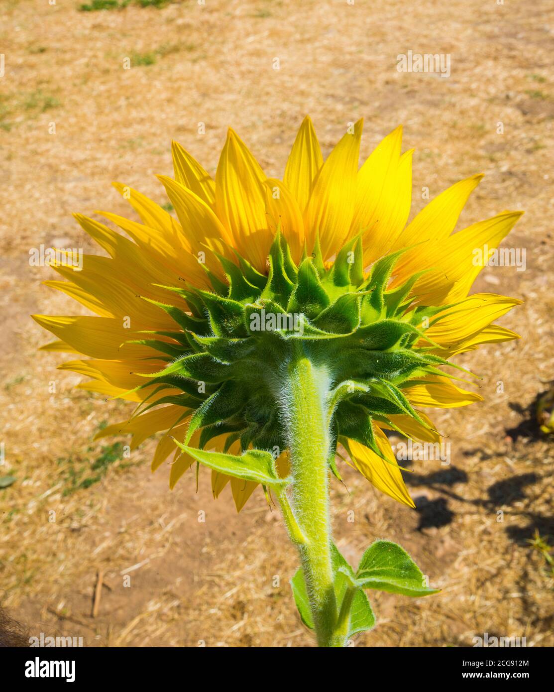 Sunflower. Close view Stock Photo - Alamy