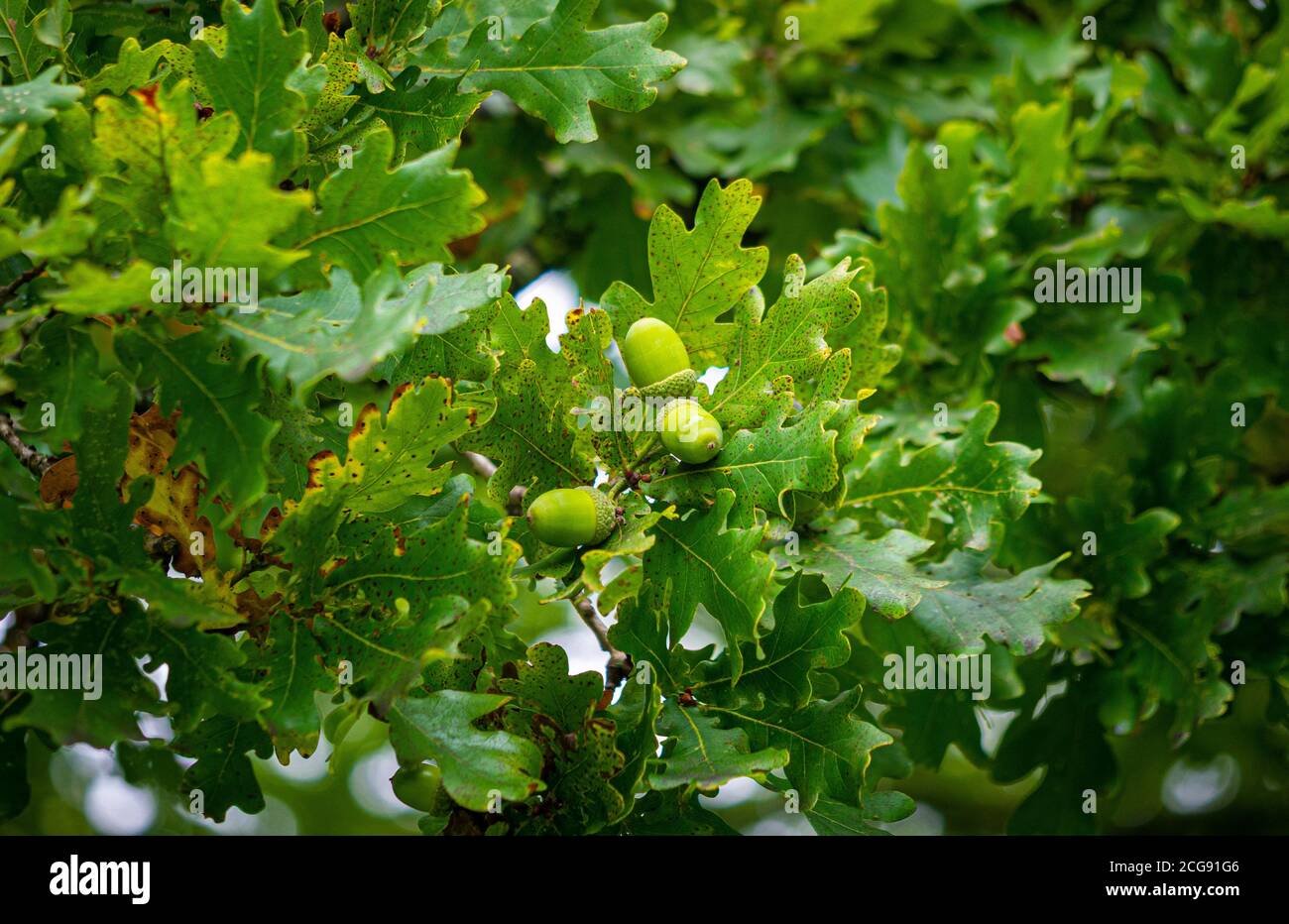 Acorns oak tree hi-res stock photography and images - Alamy