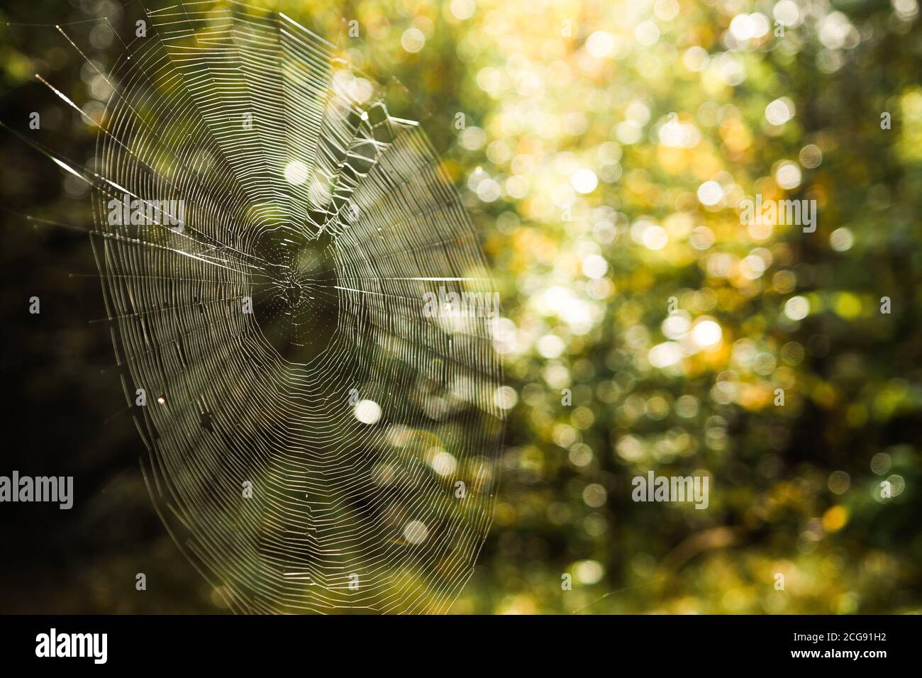 Real spiders hi-res stock photography and images - Alamy