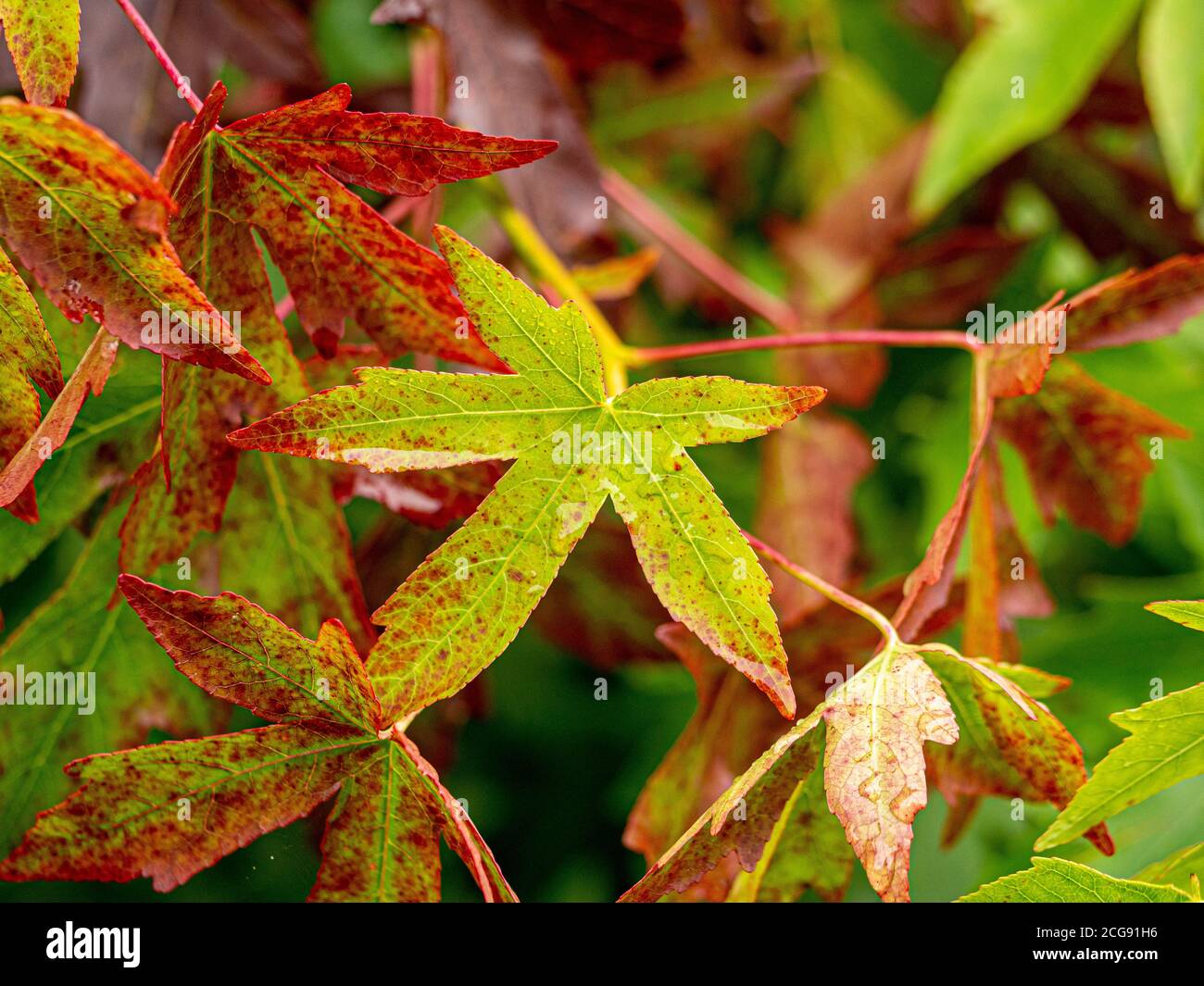 Leaves turning red hi-res stock photography and images - Alamy
