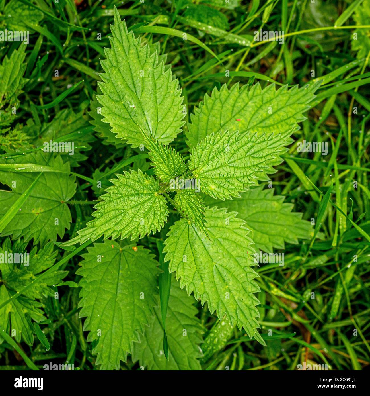 Nettle plant hi-res stock photography and images - Alamy