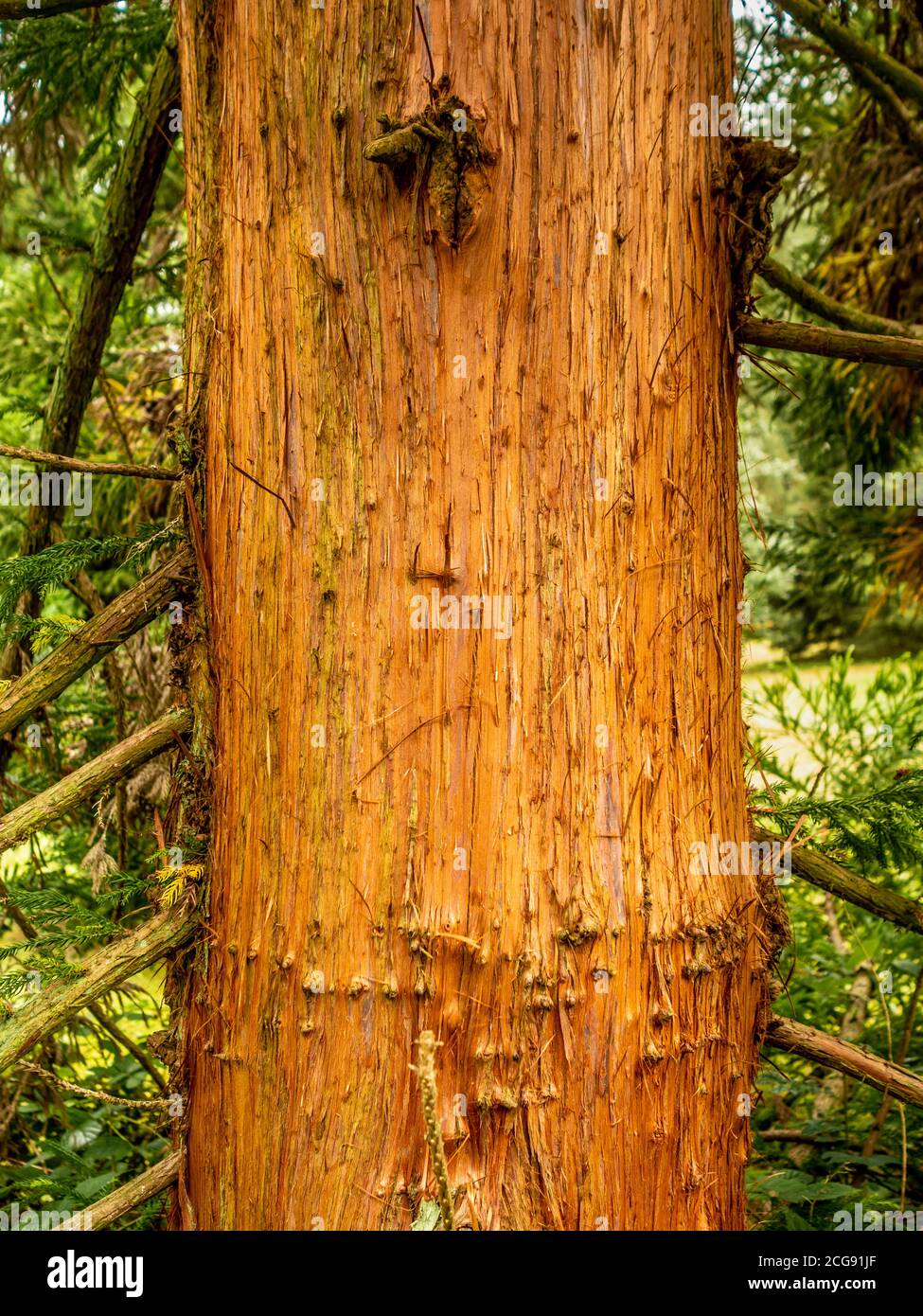 Tree damage by squirrel hi-res stock photography and images - Alamy