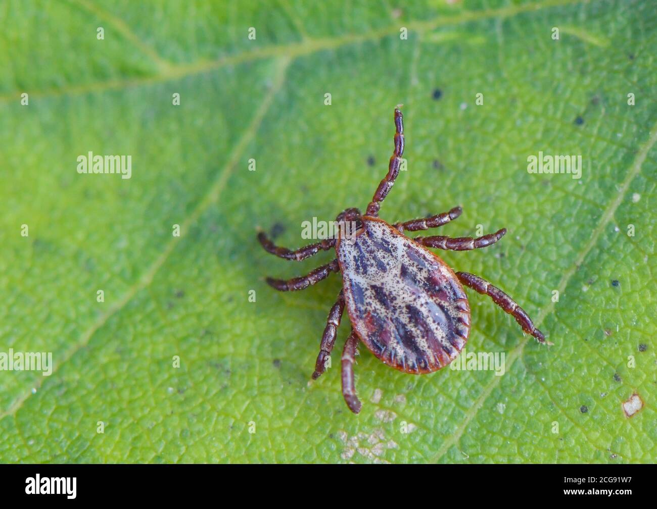 Sieversdorf, Germany. 07th Sep, 2020. A tick (Ixodida) crawls over a ...