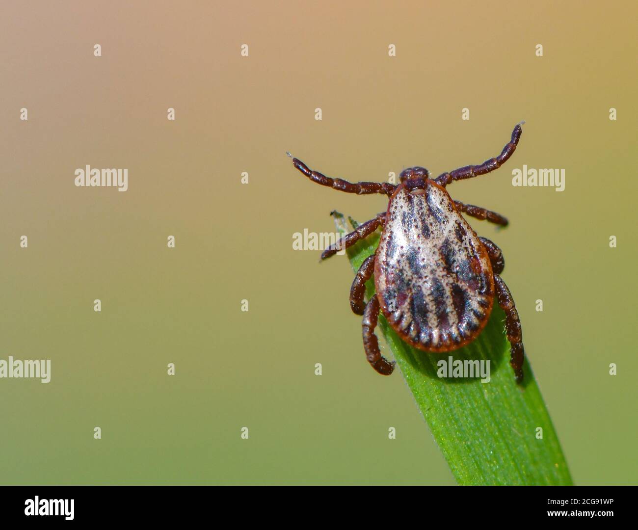 Ectoparasite hi-res stock photography and images - Alamy