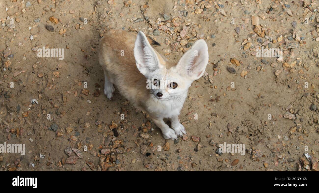 Fennec fox or vulpes zerda wild animal looking at camera top view Stock ...