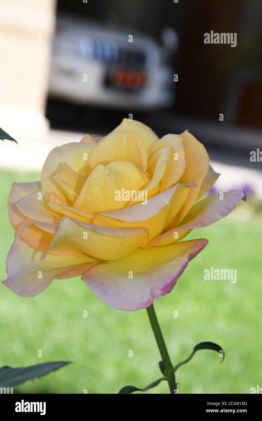 Daylight and lawn hi-res stock photography and images - Alamy