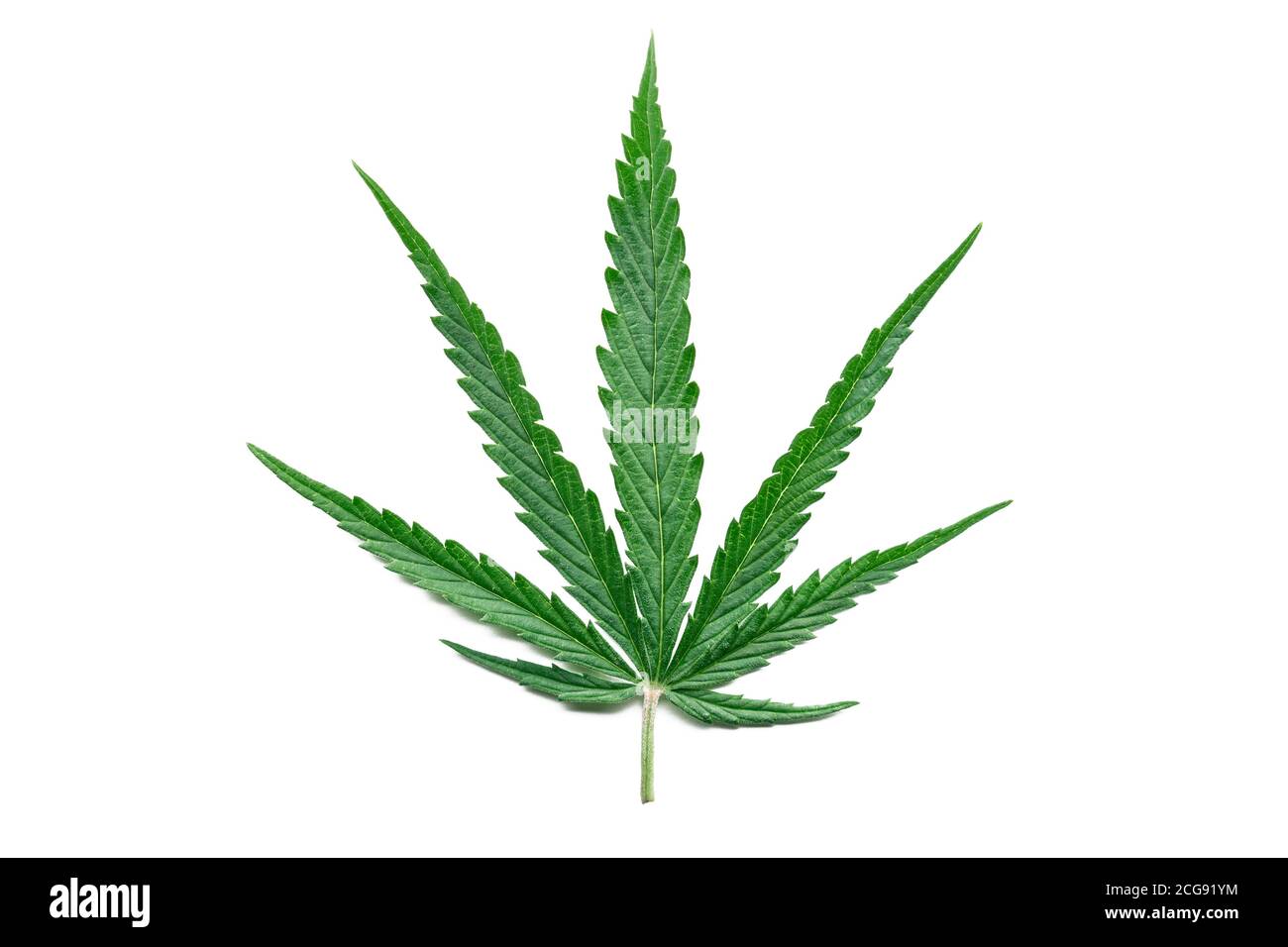 Green hemp leaf isolated on white background. Growing medical marijuana plant. Marijuana ...