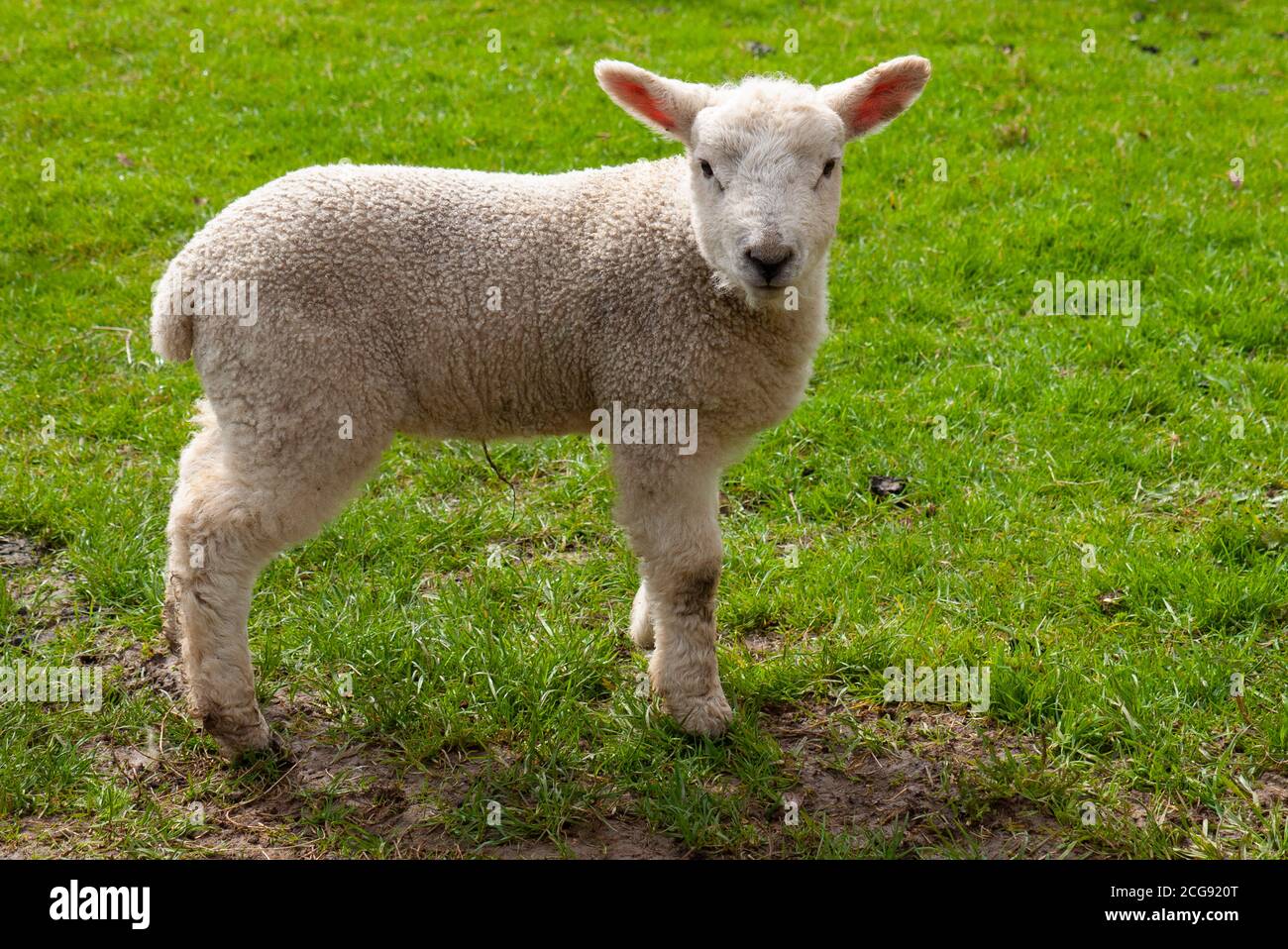Cotswolds spring lamb hi-res stock photography and images - Alamy