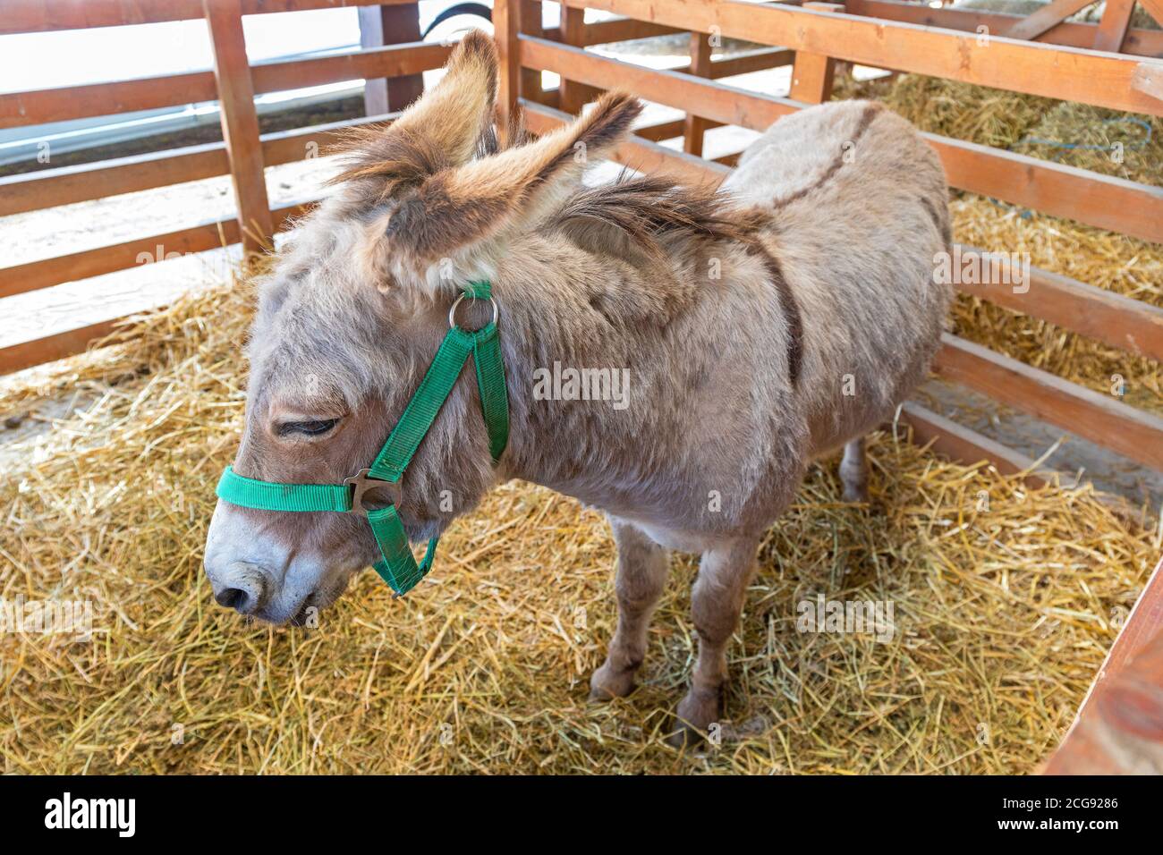One Grey Donkey in Stables at Farm Stock Photo - Alamy