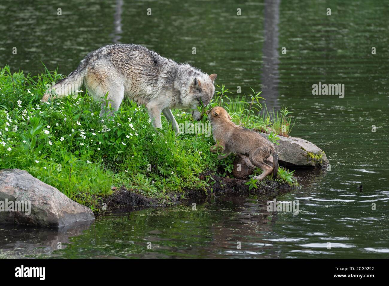 Grey Wolf (Canis lupus) and Pup Meet on Island Summer - captive animal ...
