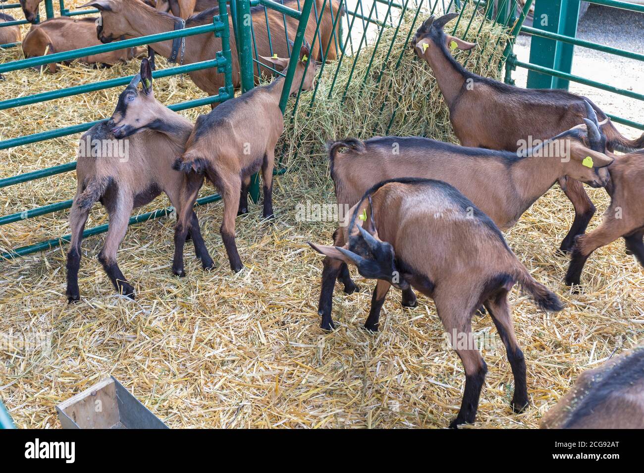 Brown Goats in Husbandry at Animal Farm Stock Photo - Alamy