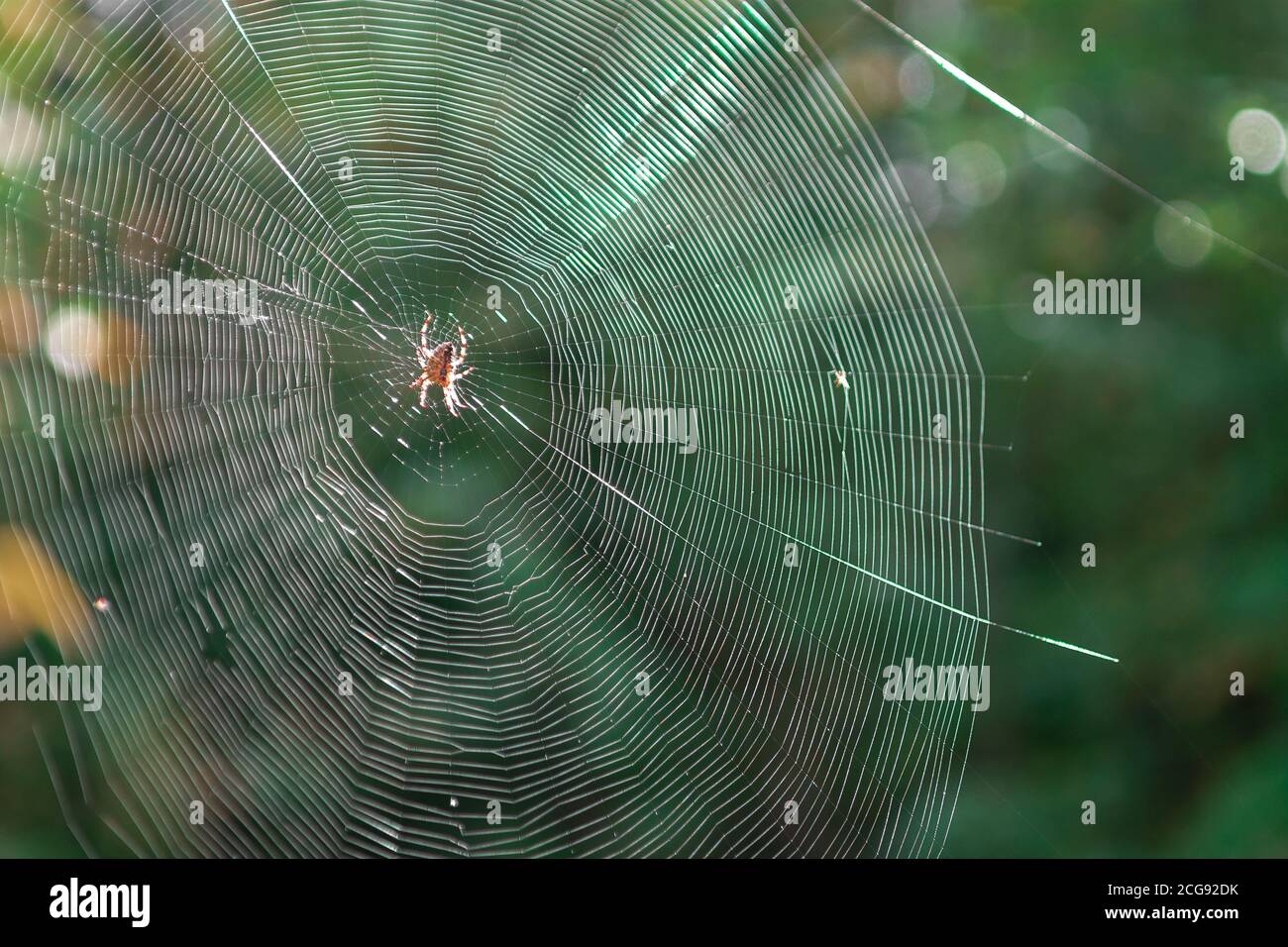 Dark green silk net hi-res stock photography and images - Alamy