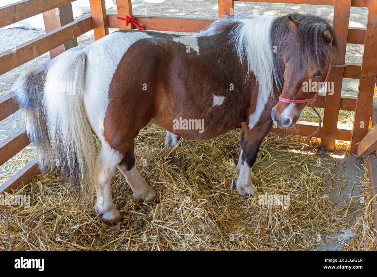 One pony hi-res stock photography and images - Alamy