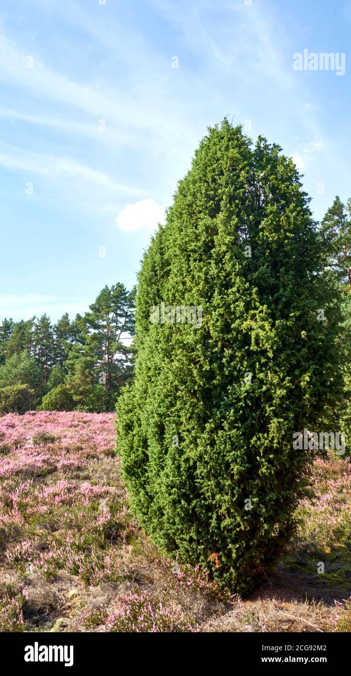 Juniper bush illustration hi-res stock photography and images - Alamy