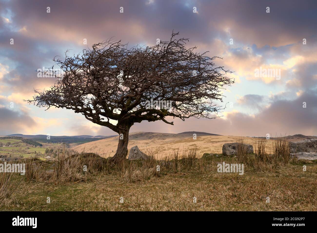 Dartmoor national park sunset with hawthorn tree on the Tor Stock Photo ...