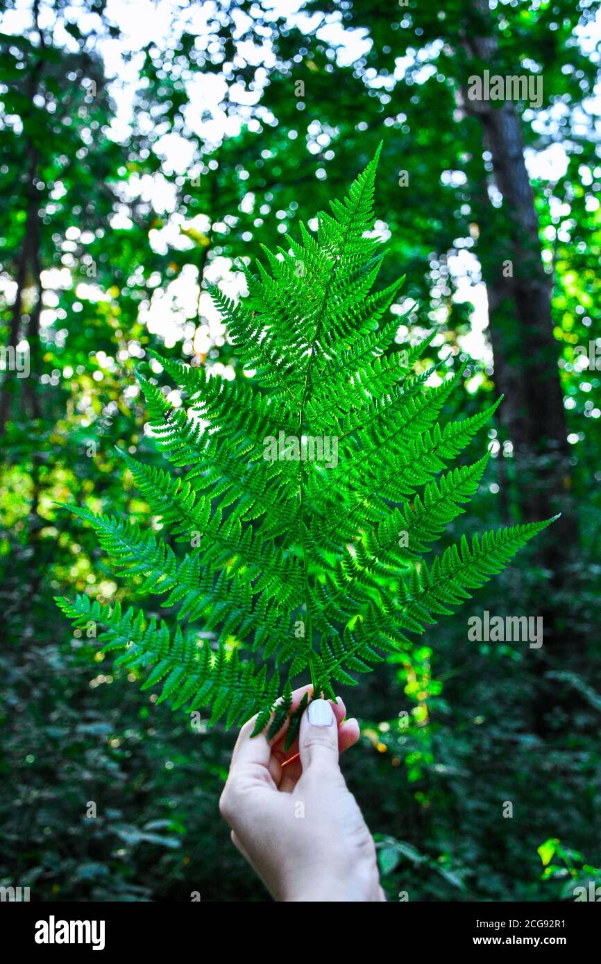 Girl a forest of ferns hi-res stock photography and images - Alamy
