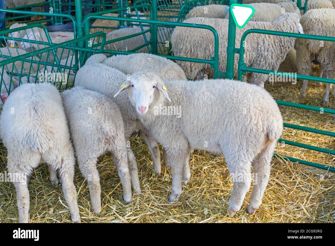 Wooly sheep hi-res stock photography and images - Alamy
