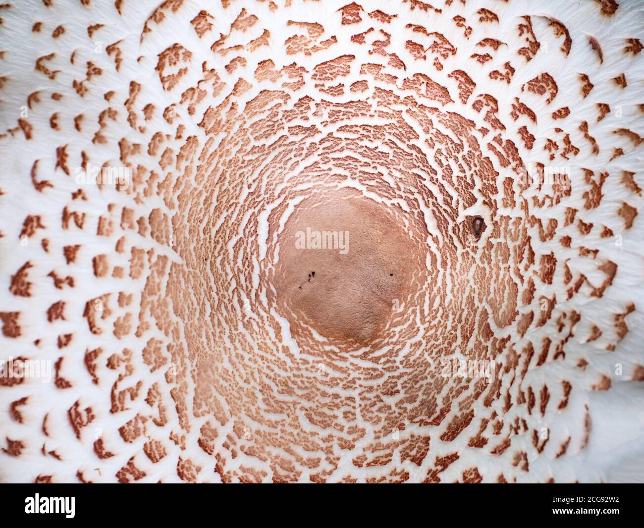 The texture of the umbrella mushroom cap Stock Photo - Alamy