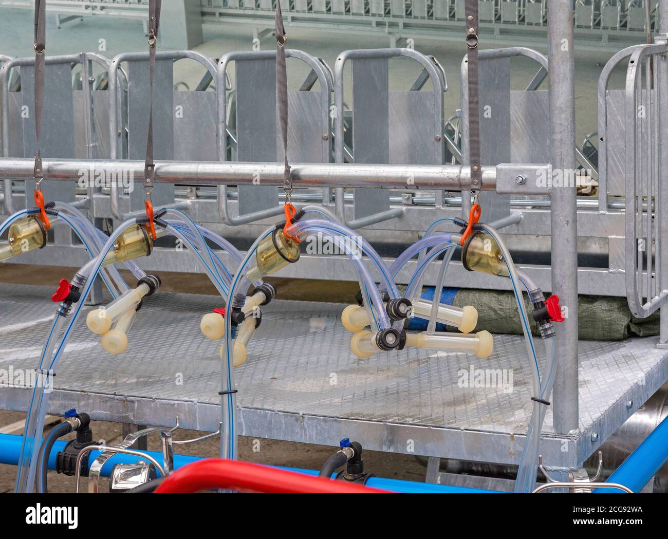 Automated Goat and Sheep Milking Suction Machine at Dairy Farm Stock ...
